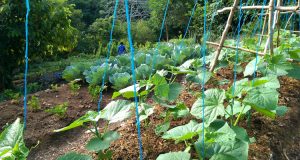 How To Start A Micro Farm In 12 Steps (Practical Guide) – Micro Farm Guide