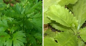 What Is Shadow Benny? The Real Reason Behind The Confusion | Micro Farm ...