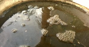 Can Human Waste Be Used As Fertilizer? Useful To Know | Micro Farm Guide