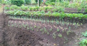 9 Proven Tips To Prepare Land For Terrace Farming | Micro Farm Guide