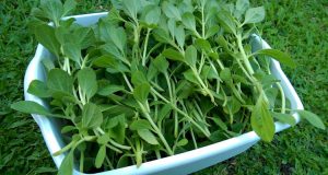 How To Use Panadol Plant? A Bit More For You To Know | Micro Farm Guide