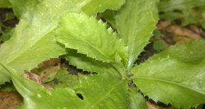 What Is Shadow Benny? The Real Reason Behind The Confusion | Micro Farm ...