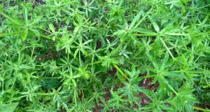 What Is Shadow Benny? The Real Reason Behind The Confusion | Micro Farm ...