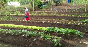9 Proven Tips To Prepare Land For Terrace Farming | Micro Farm Guide