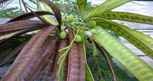 Leucaena Leucocephala: How To Grow, Use And Remove (Guide) | Micro Farm ...