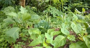 How To Create A Syntropic Garden (A Beginner's Guide) | Micro Farm Guide