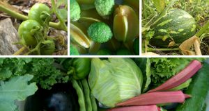 What Is Syntropic Agroforestry? 7 Things You Need To Know | Micro Farm ...