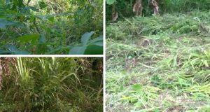 How To Create A Syntropic Garden (A Beginner's Guide) | Micro Farm Guide