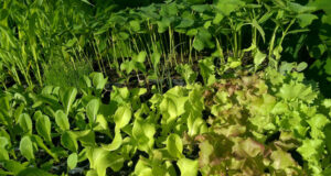 9 Differences Between Organic Farming And Natural Farming | Micro Farm ...