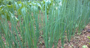 How To Grow Bunching Onions From Seeds (Step By Step Guide) | Micro ...