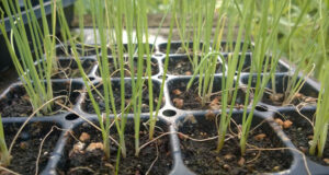 How To Grow Bunching Onions From Seeds (Step By Step Guide) | Micro ...