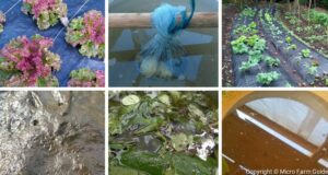 What Is JADAM Organic Farming? A Detailed Introduction | Micro Farm Guide