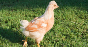 What Is A Pullet? Everything You Need To Know | Micro Farm Guide