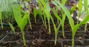 What Does Propagate Mean? Plant Propagation Explained | Micro Farm Guide