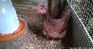 What Is A Pullet? Everything You Need To Know | Micro Farm Guide