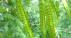 Leucaena Leucocephala: How To Grow, Use And Remove (Guide) | Micro Farm ...