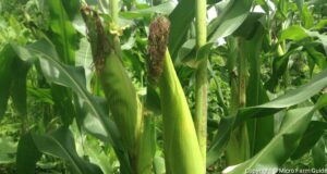 How To Grow Corn At Home (A Beginner's Guide) | Micro Farm Guide