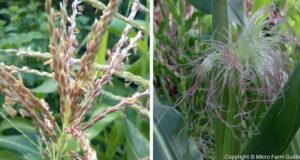 How To Grow Corn In A Pot (A Beginner’s Guide) | Micro Farm Guide