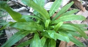 What Is Shadow Benny? The Real Reason Behind The Confusion | Micro Farm ...