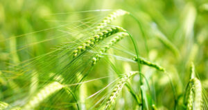 Can Humans Eat Grass? | Micro Farm Guide