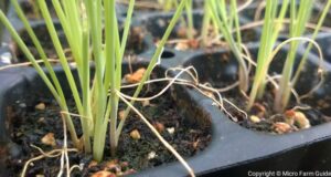 What Is Spring Onion? Everything You Need To Know | Micro Farm Guide