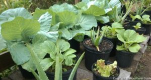 7 Affordable Containers For Growing Vegetables At Home | Micro Farm Guide