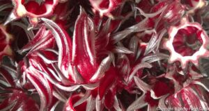 The Complete Guide To Roselle (Hibiscus Sabdariffa) | Micro Farm Guide