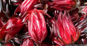 The Complete Guide To Roselle (Hibiscus Sabdariffa) | Micro Farm Guide