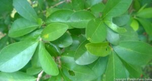 Barbados Cherry: The Superfruit With A Twist | Micro Farm Guide