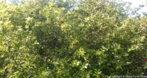 Barbados Cherry: The Superfruit With A Twist | Micro Farm Guide