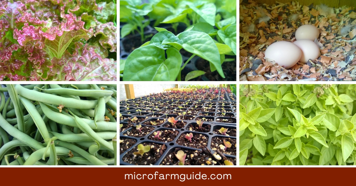 Home | Micro Farm Guide