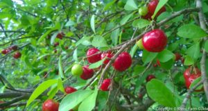 Barbados Cherry: The Superfruit With A Twist | Micro Farm Guide