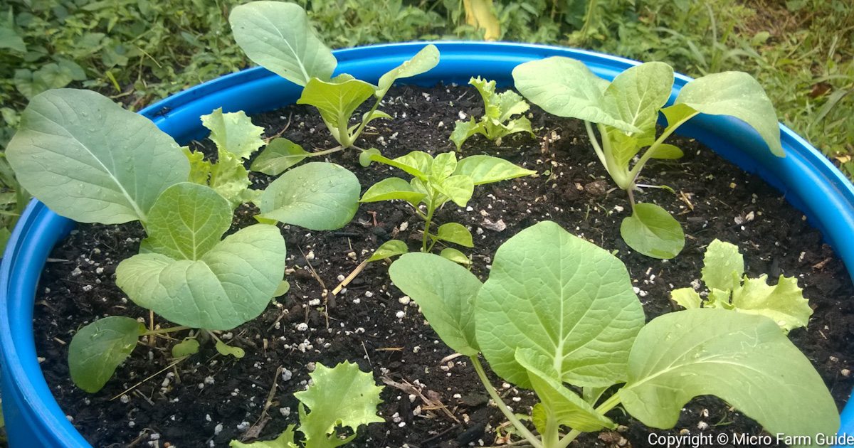 Easy Way To Fill Large Containers For Planting | Micro Farm Guide